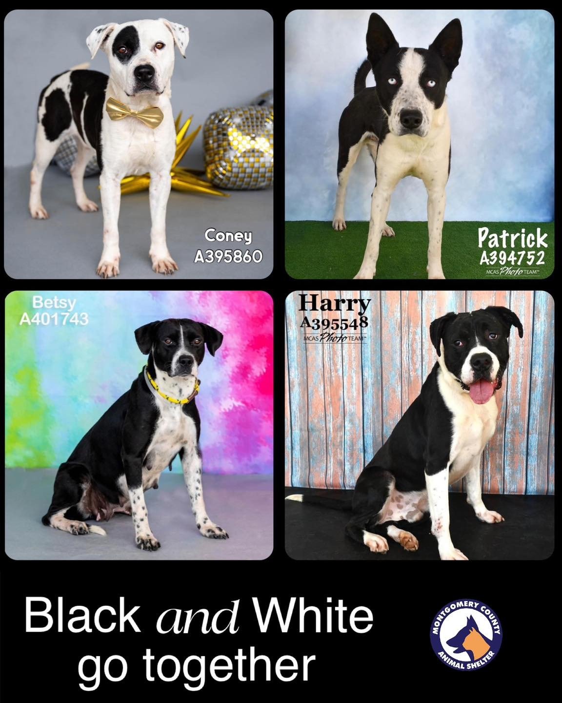 Meet Our Beautiful Black and White Dogs at MCAS!